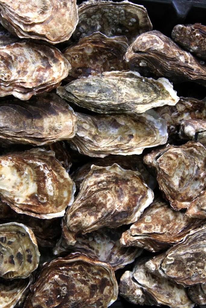 The Humble Oyster | Shorebread