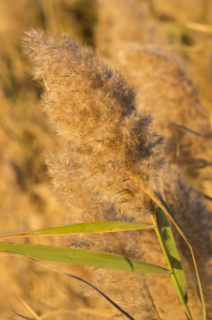 Public Landing Reeds | ShoreBread Eastern Shore Lifestyle Magazine