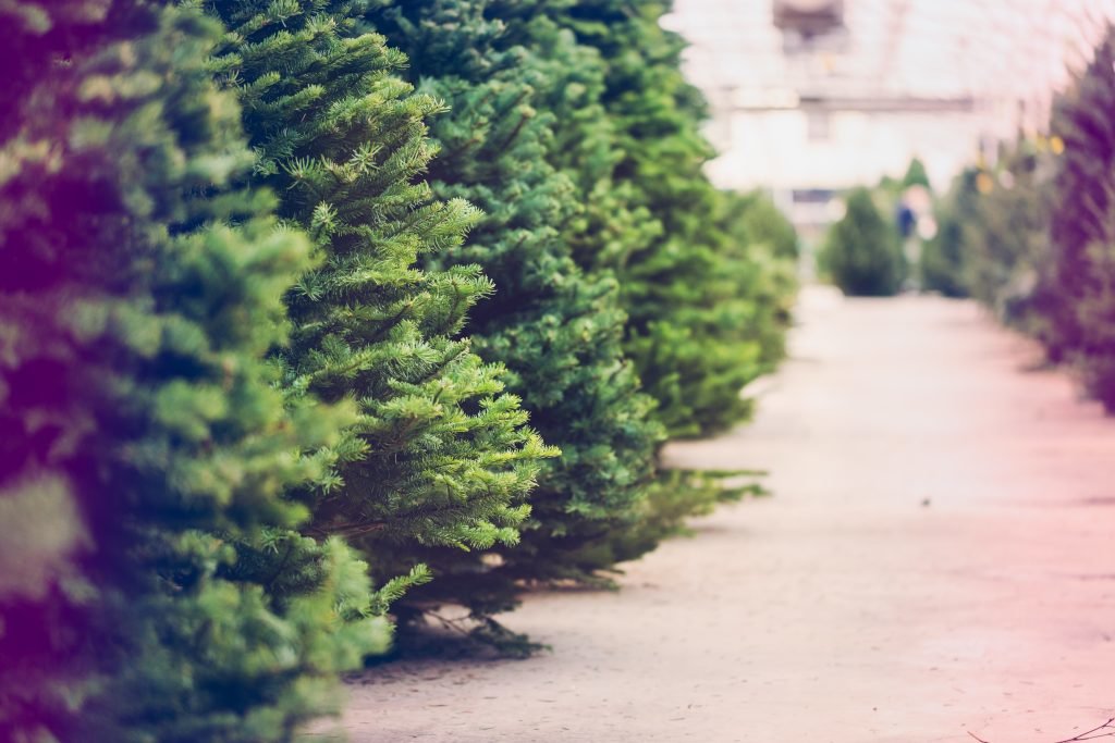 Christmas Tree Farms Across Delmarva | Shorebread