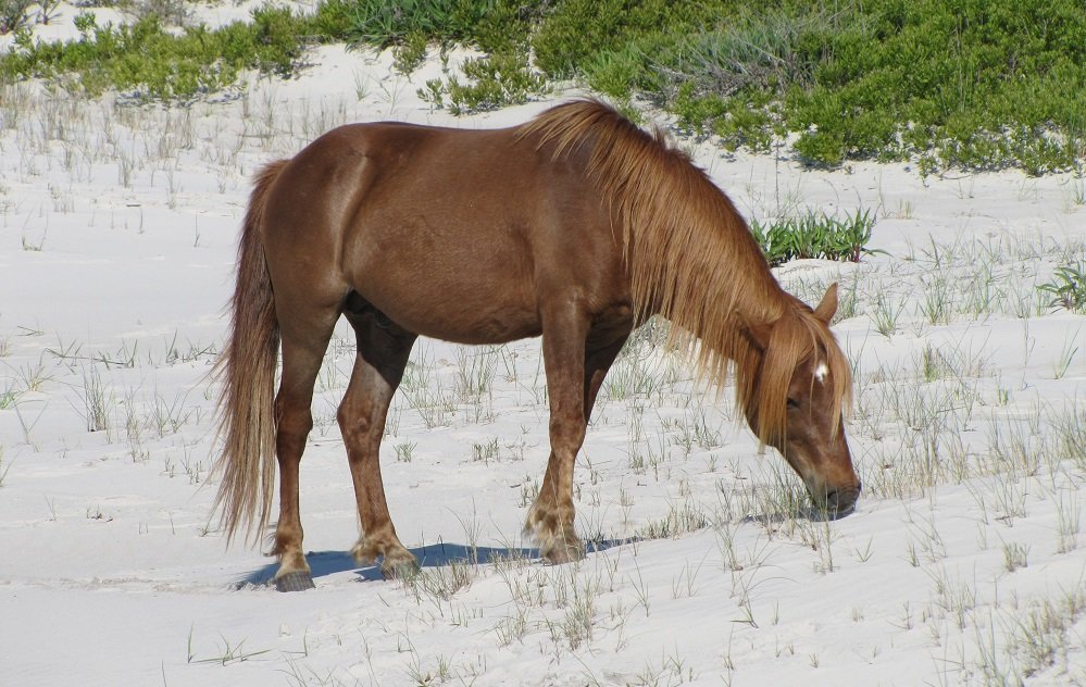 Foster A Horse with Assateague Island Alliance | Shorebread