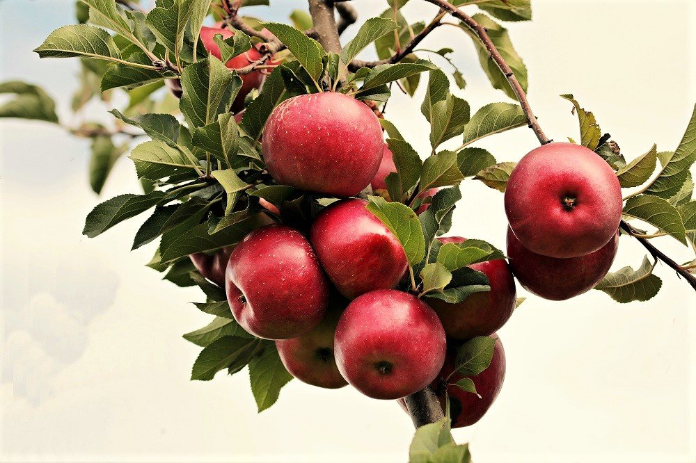 Bridgeville's Annual Apple-Scrapple Festival | Shorebread